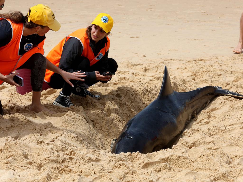 Elusive deep-sea 'whale' washes ashore