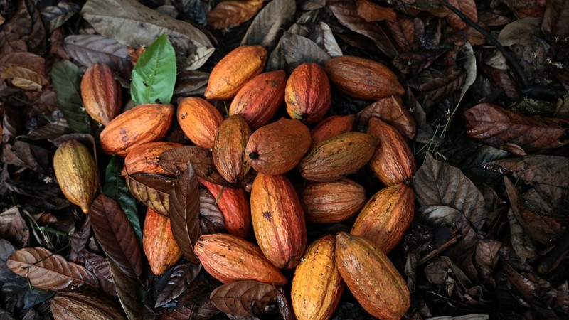 Cocoa gets cheaper but chocolate makers still hold back