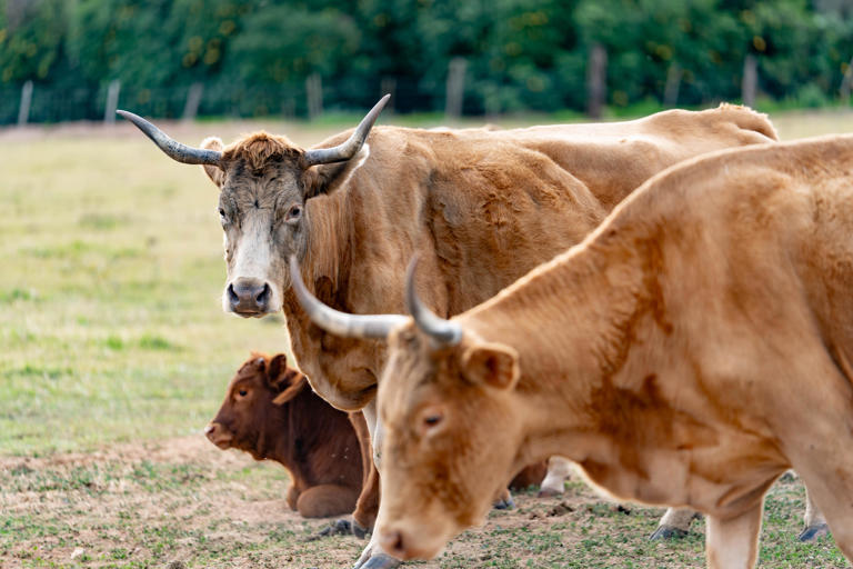 Gas power plant for data center project stirs concerns in Surprise