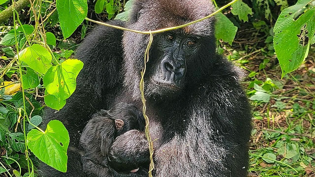 ¡Doble milagro en la selva! Han nacido gemelos de una especie en ...
