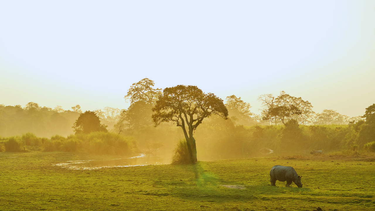Kaziranga elevated corridor: How the new project aims to protect ...