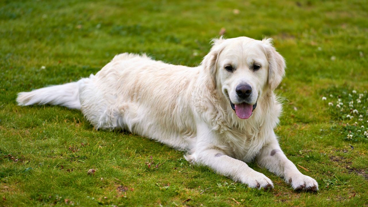 15 dog breeds people pick after obsessing over research