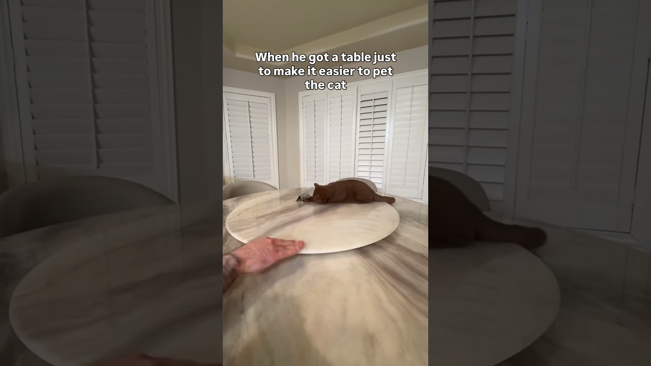 See how new table makes petting our cat way easier