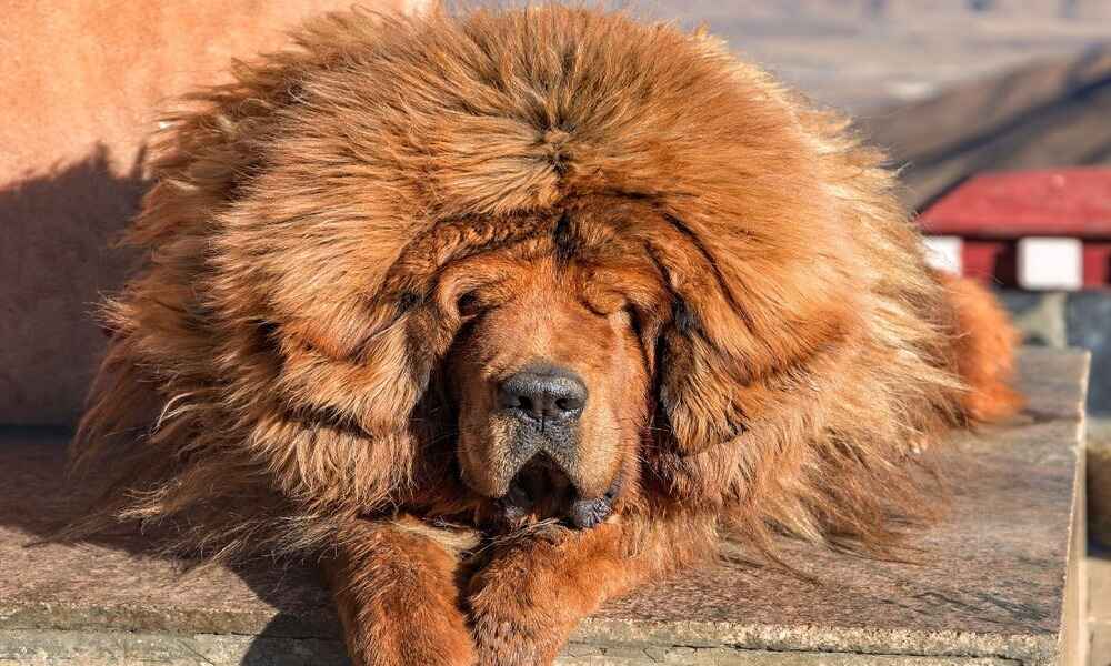 These are the hairiest dog breeds on Earth (and life with them is not ...