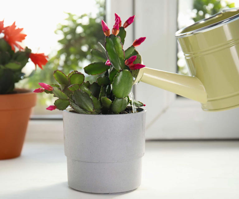 What your Christmas cactus actually needs in June to bloom this winter ...