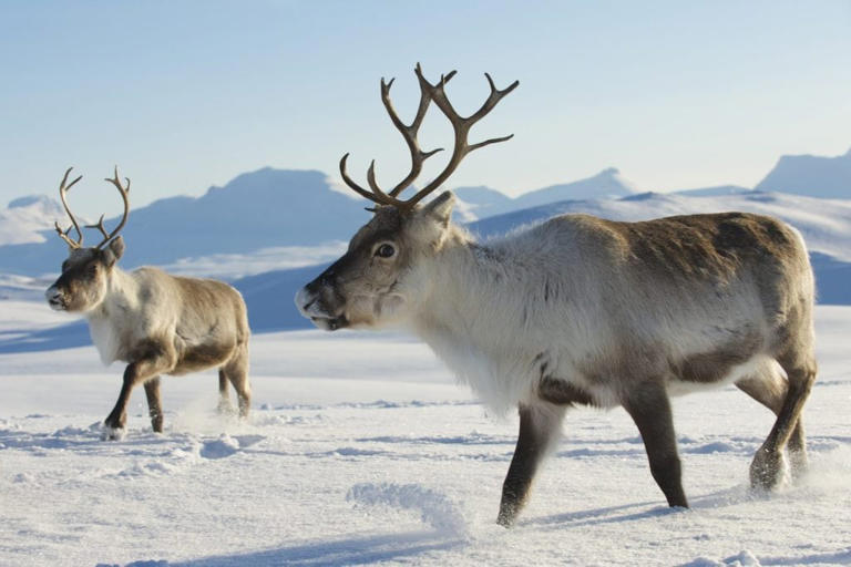 Reindeer dig, ptarmigans feast: The tundra’s unseen alliance