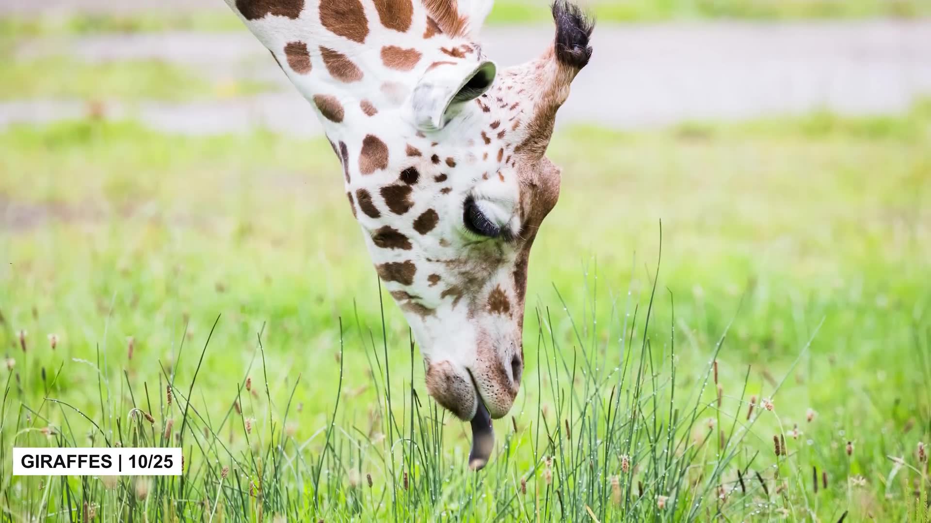 Strange animal facts