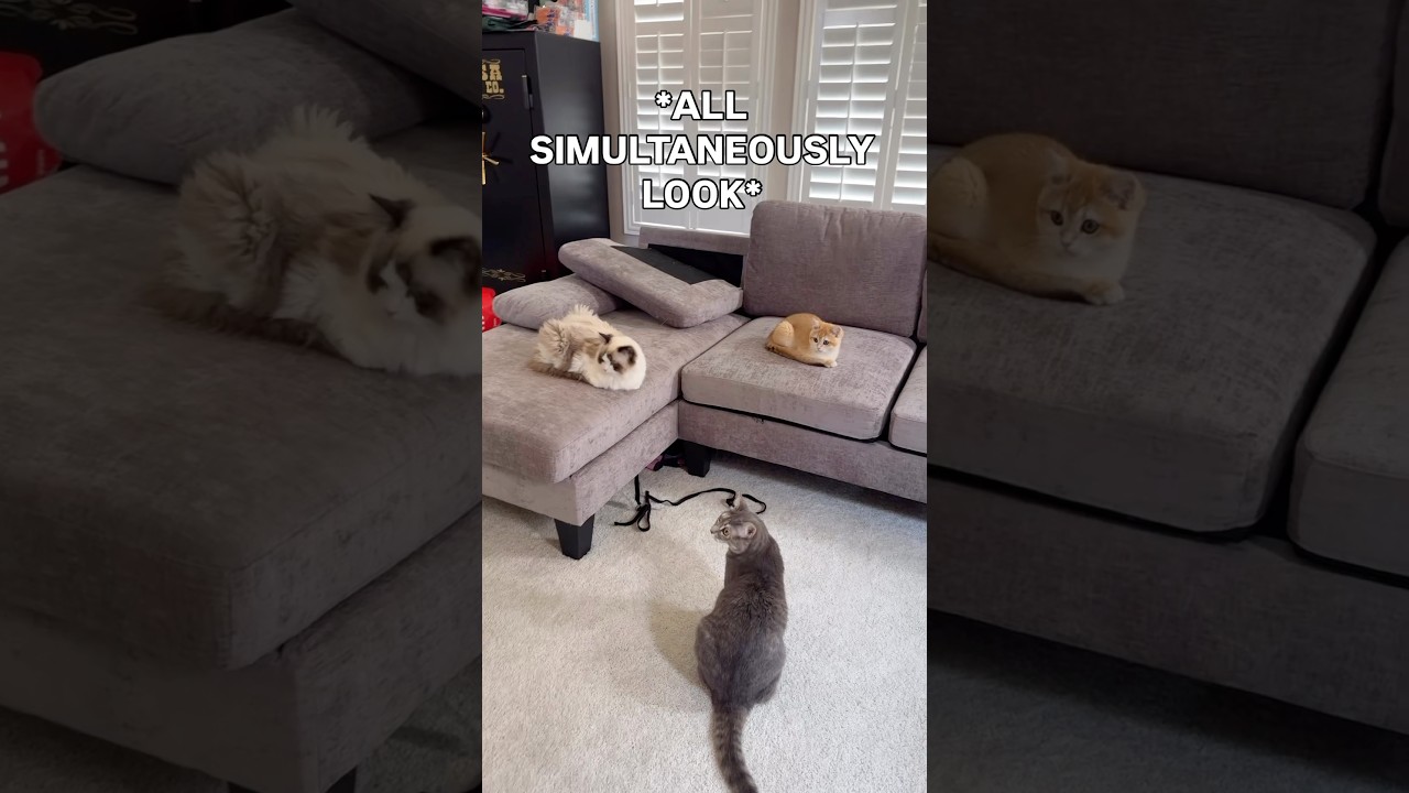 Our playful pets try to figure out what we call them