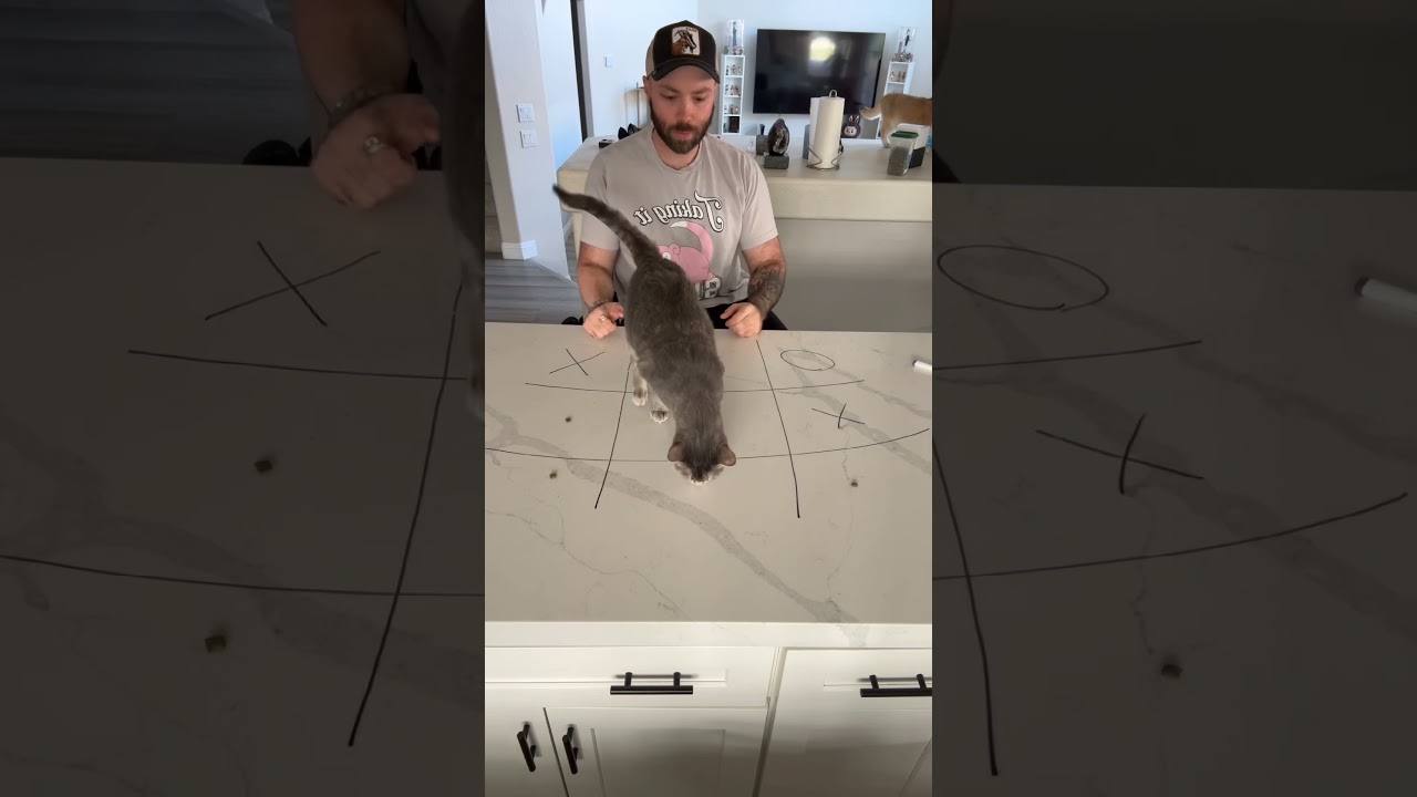 Cat wins tic tac toe