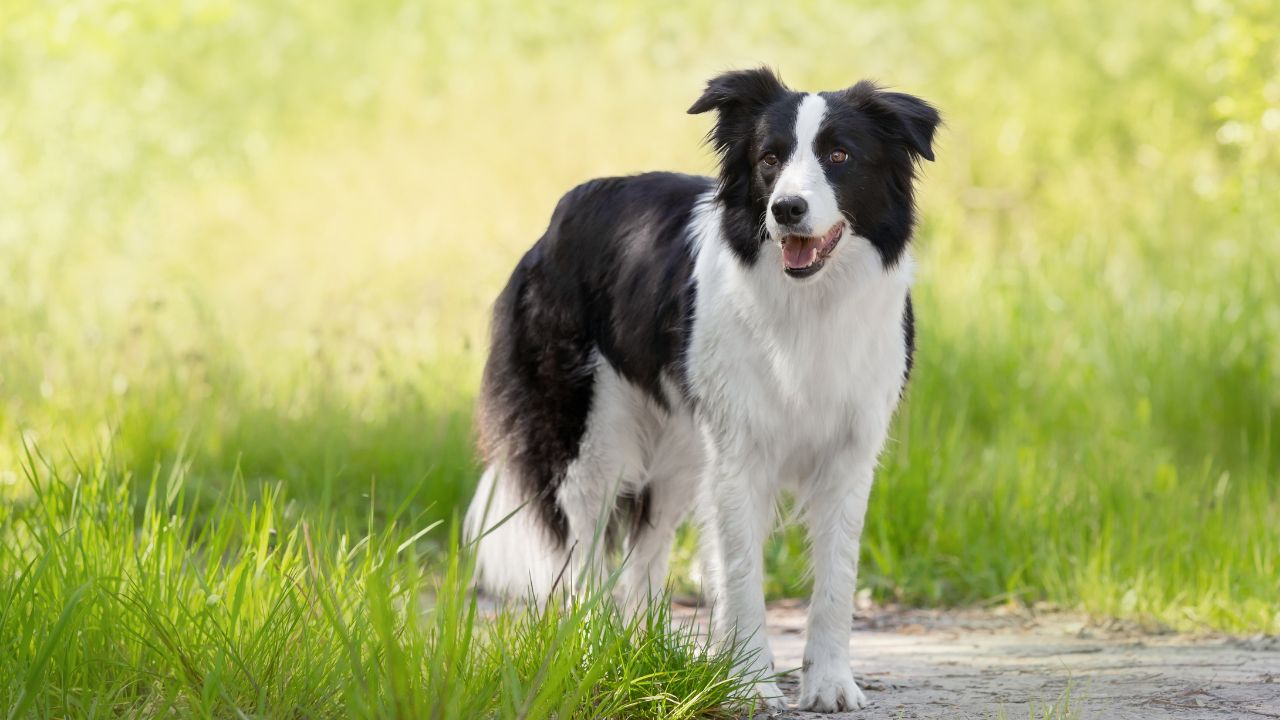 15 dog breeds people pick after obsessing over research