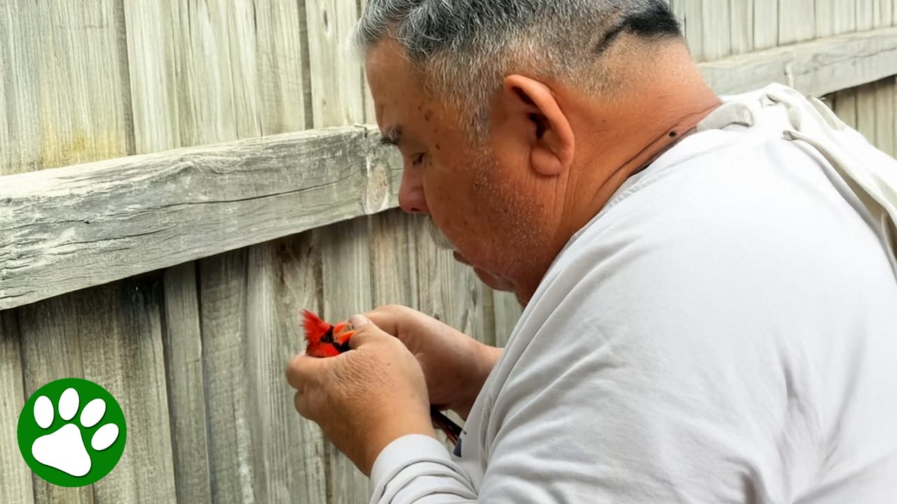 Kindhearted veteran rescues a trapped bird