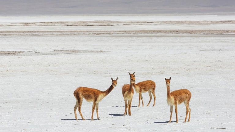 List of 9 animal names starting with V