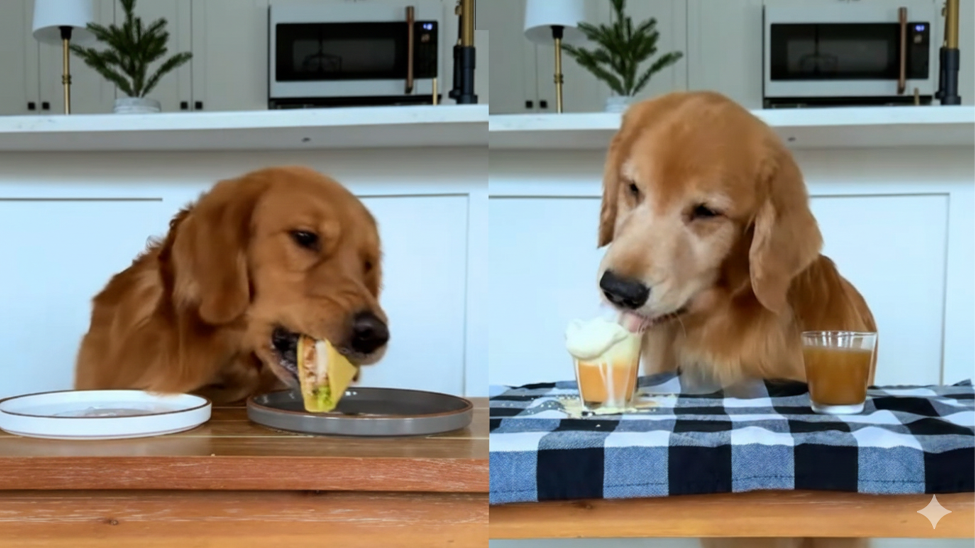 Golden retriever treats lunch like a food show