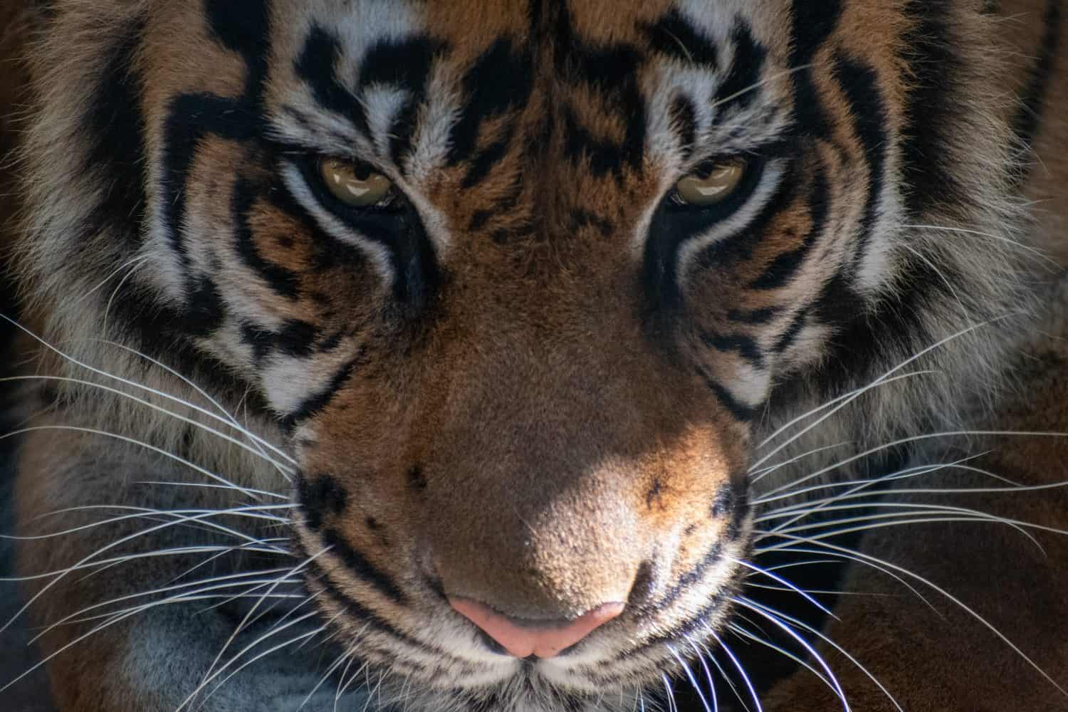 This fearsome tiger devoured over 300 people