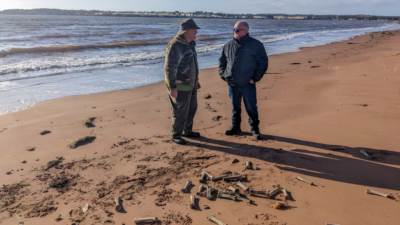 Texas beachgoers find thousands of skeletons after mass die off washes ...
