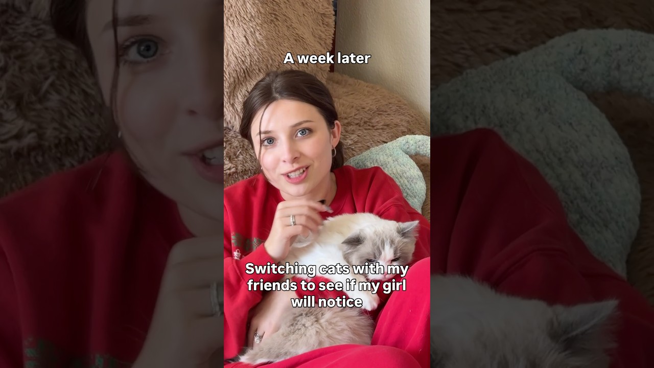 Switching cats with friends to test them