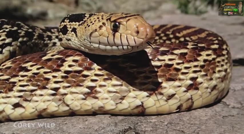Native American rattlesnake and bull snakes