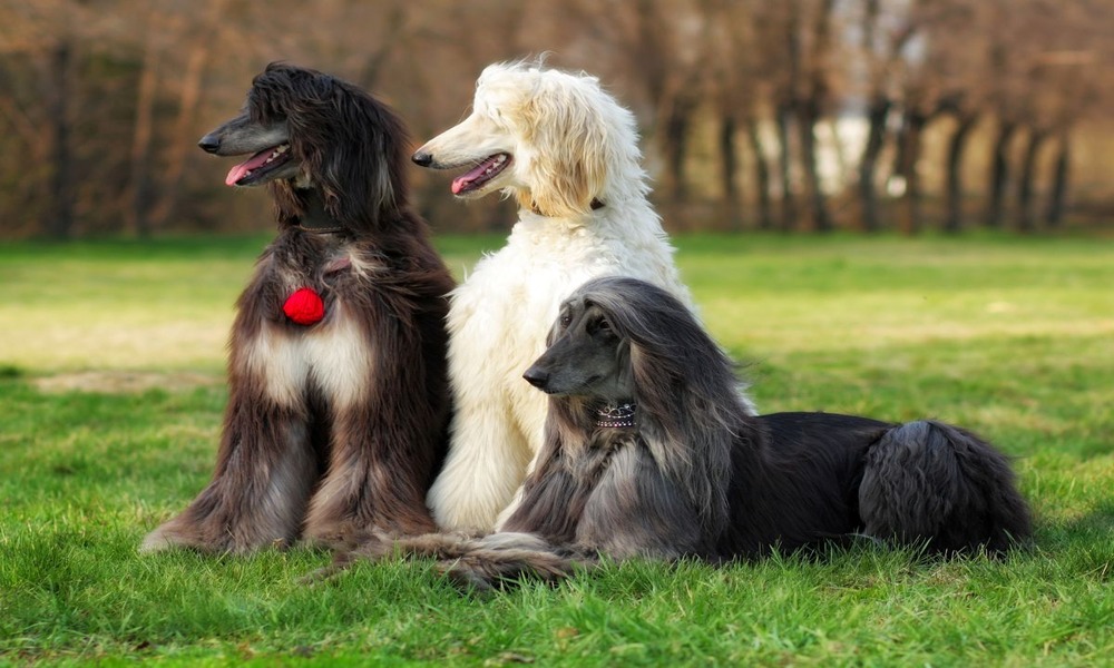 These are the hairiest dog breeds on Earth (and life with them is not ...