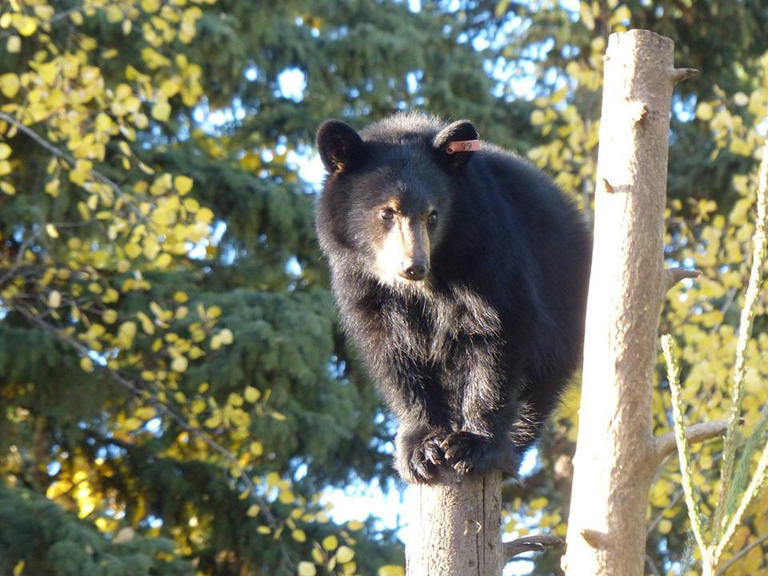 BC considers expanding black bear hunt in Lower Mainland amid crop ...