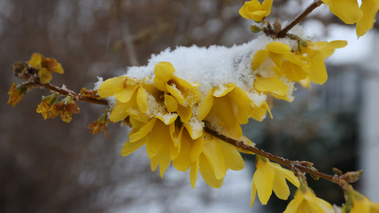 Winter is the best time to prune your forsythia shrub - here's the best ...