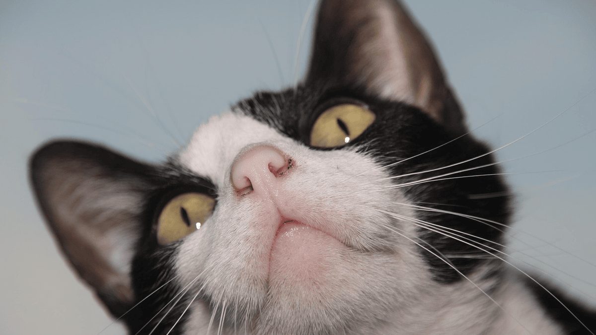 These 7 actions your cat takes show true love, according to experts