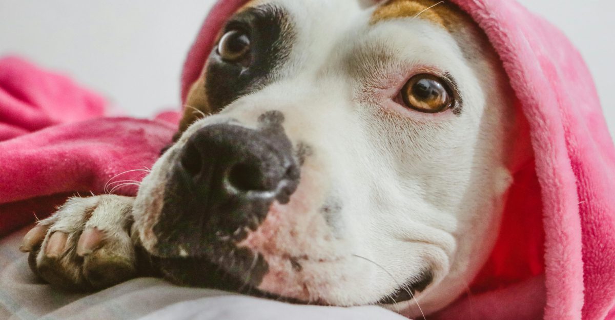 The "gentle" label is too simple – 11 breeds that stay soft but set ...
