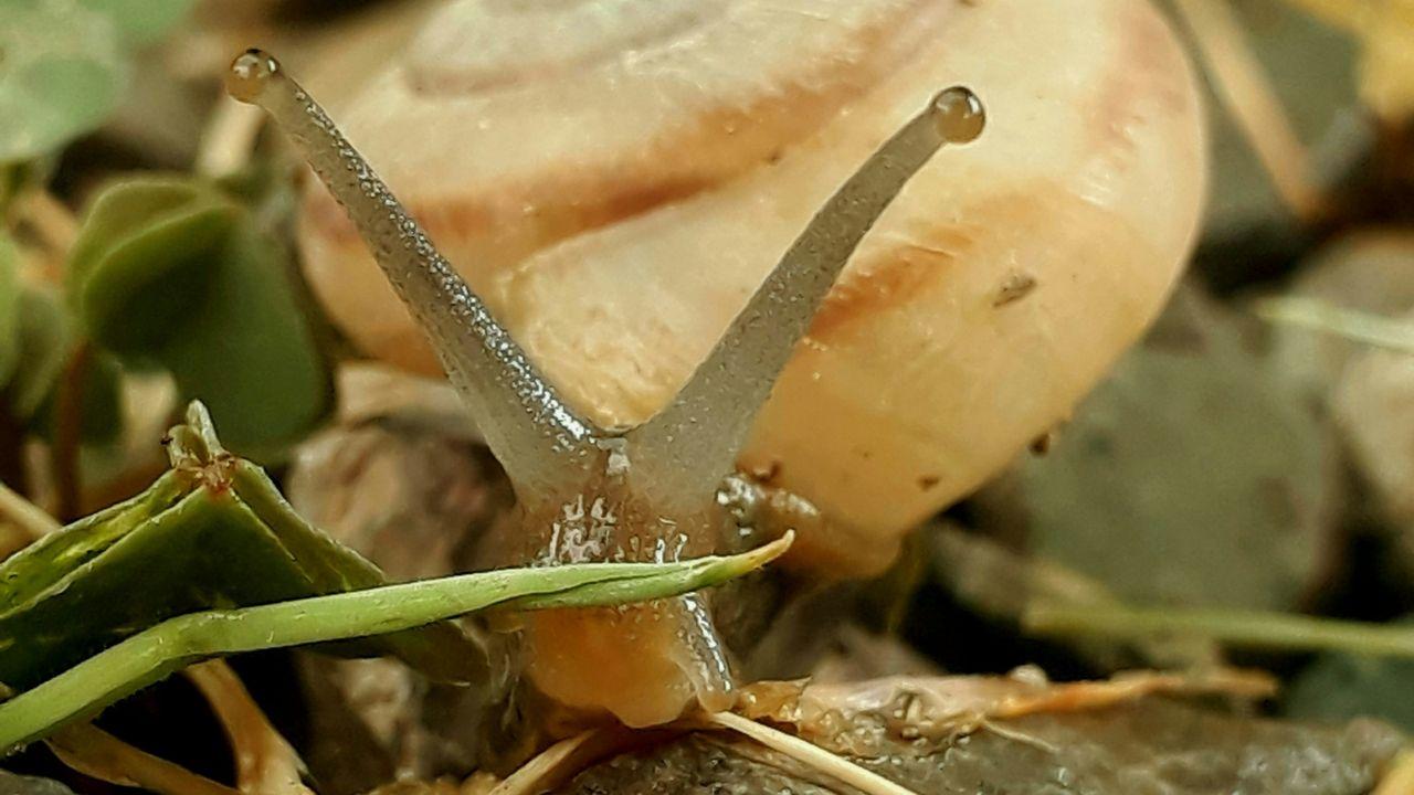 Cómo deshacerte de las babosas en el jardín: 6 maneras fáciles