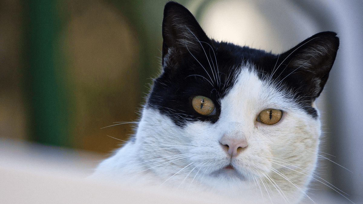 Things your cat would do if it took over for a day