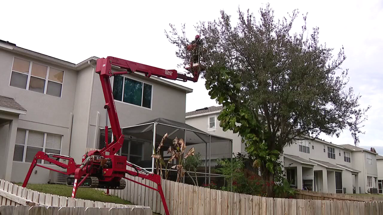 Pinellas County commissioner wants to remove tree removal permit ...