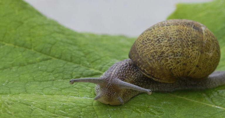 Cómo deshacerte de las babosas en el jardín: 6 maneras fáciles