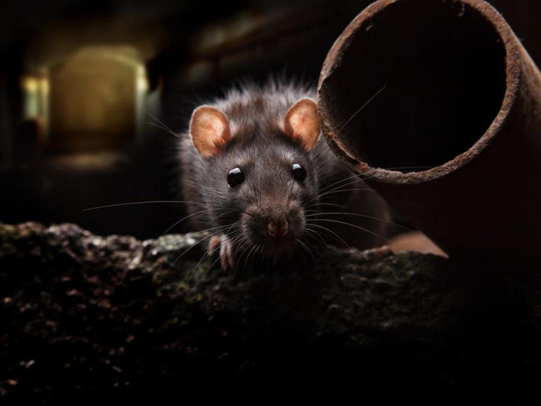 These CA cities rank among nation's most rodent-infested following ban ...