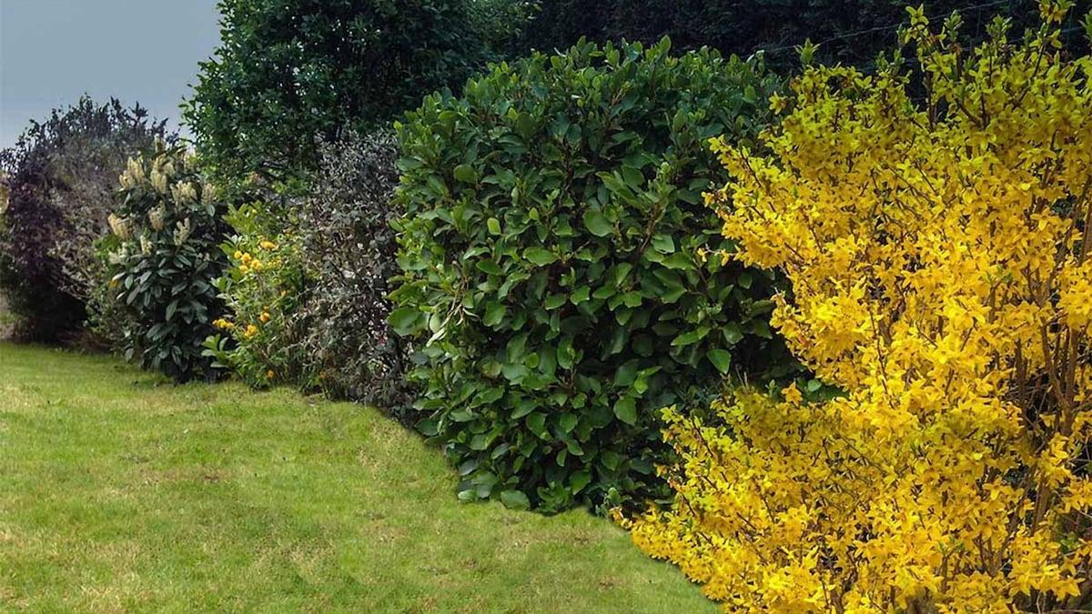 10 arbustos de invierno coloridos que aguantan el frío