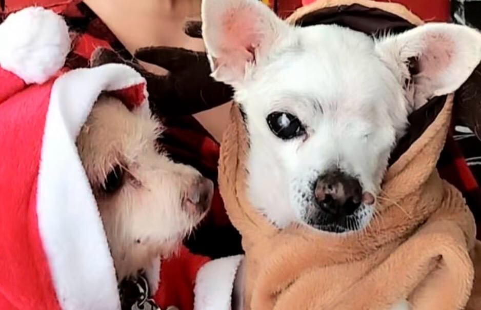 El increíble cambio de Don Pancho, perrito rescatado que fue abandonado ...