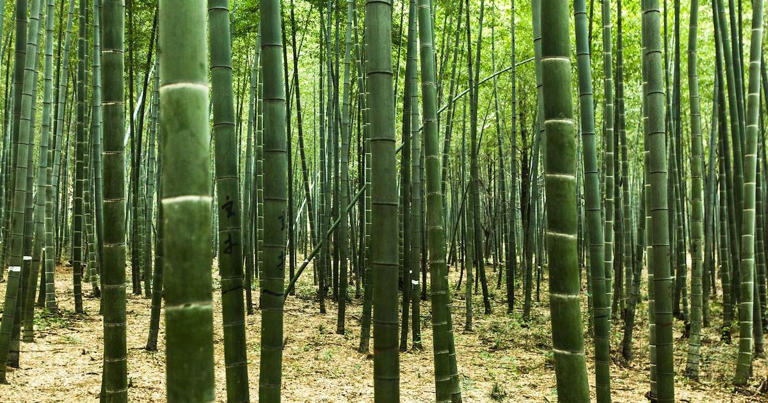 El bambú se perfila como superalimento: qué dice la ciencia