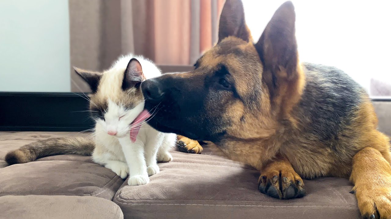 German shepherd defines friendship with kitten