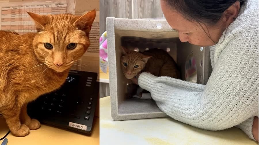 Cat missing for a decade found, reunited with family in Colorado after ...