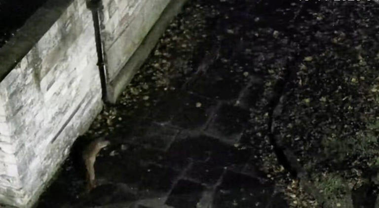 Creatures of the night: An unlikely animal pair goes on human safari