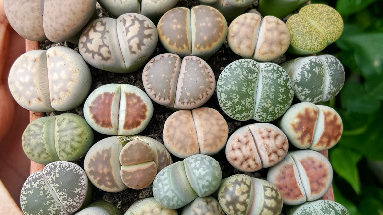 22 cute houseplants that will stay small over the years
