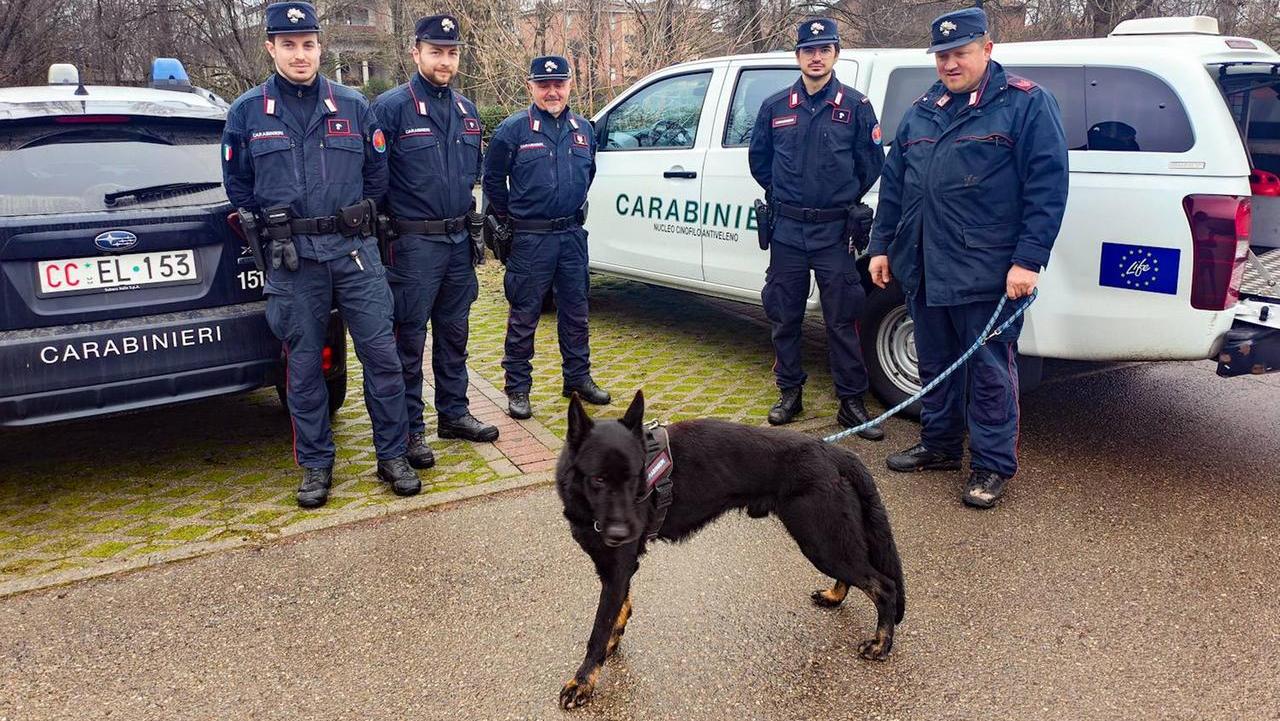 Dopo la morte di Kida per un boccone avvelenato ora c’è Freddy ad ...