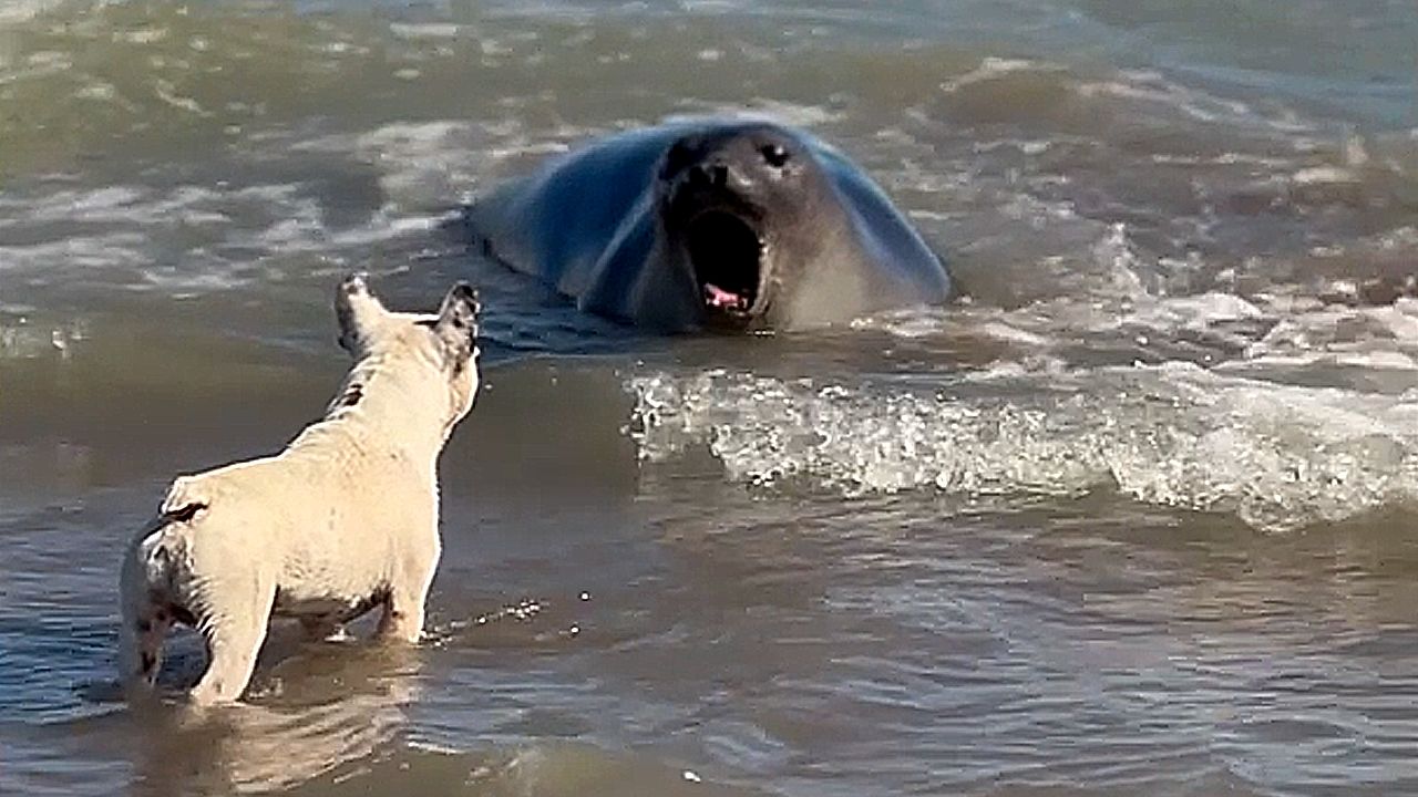 Unexpected beach encounter: Dog meets sea lion in Argentina