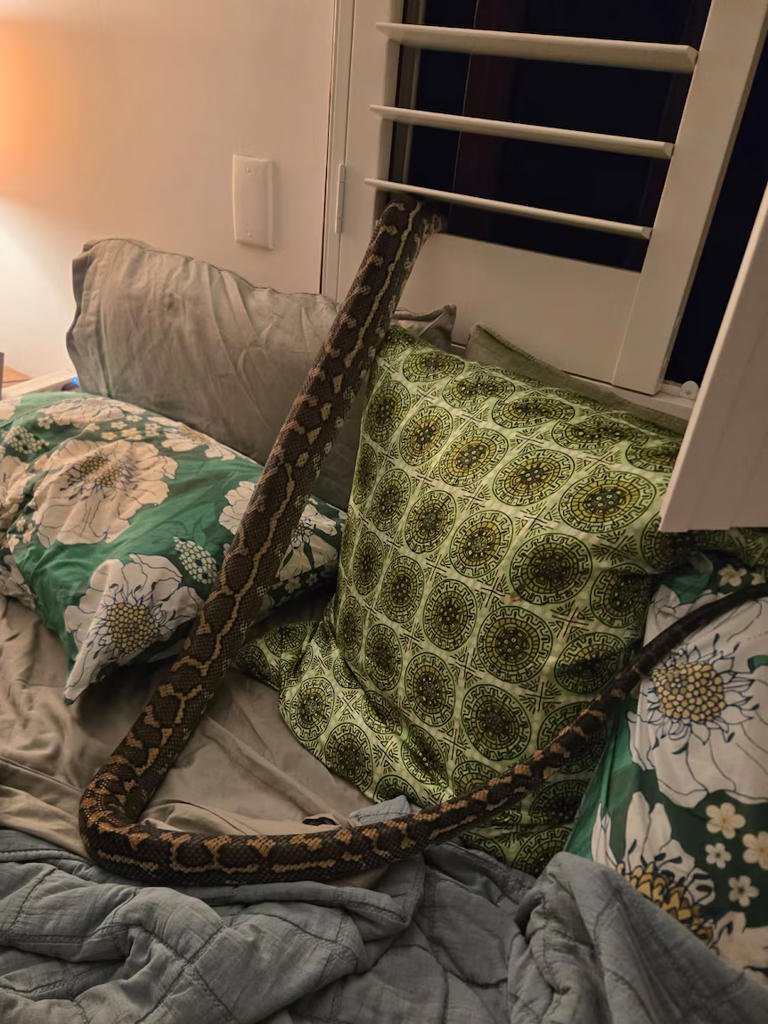 Stunned woman wakes up to find 8-foot python on her chest after it ...