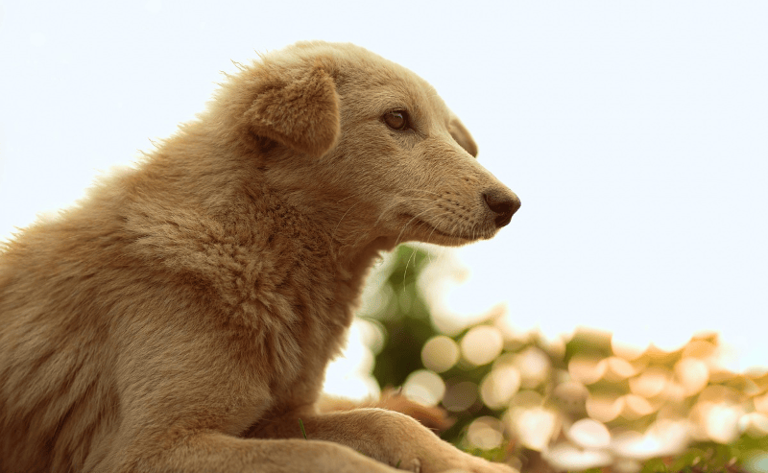 The 6 words that actually upset dogs, according to behavior experts