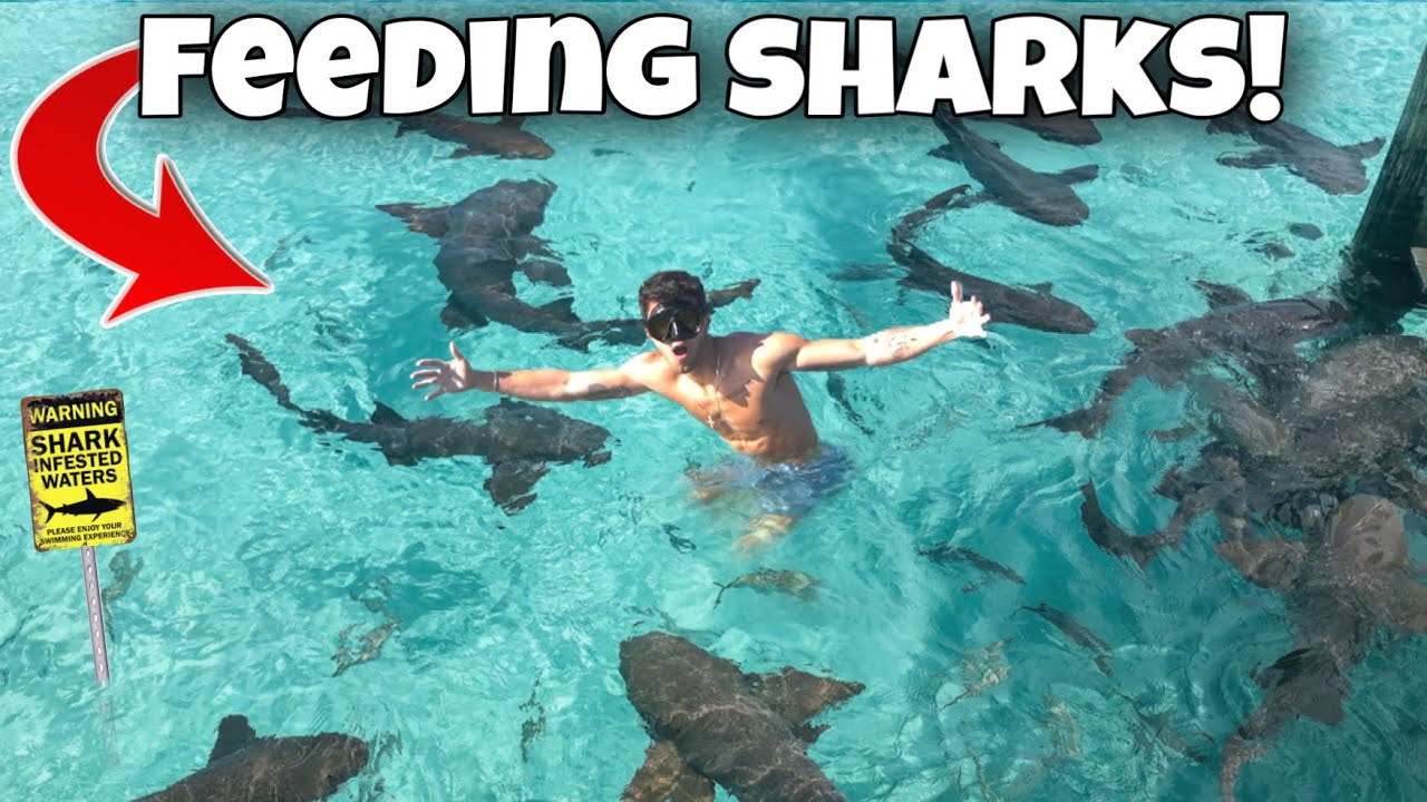 Diving with monster bull sharks!