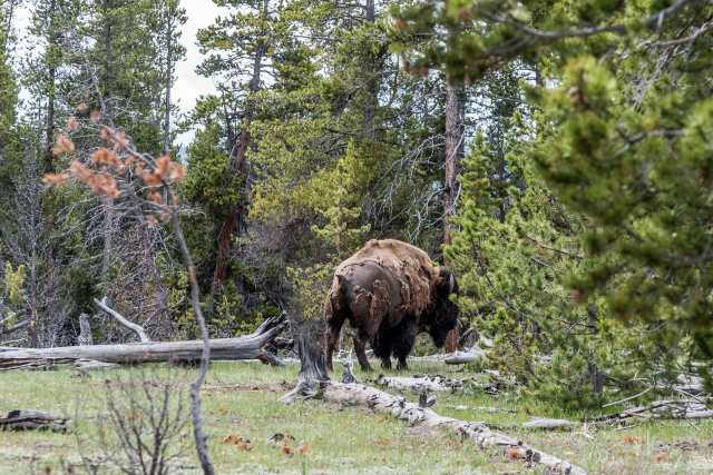 Scary video shows reckless tourists' close call with massive wild ...