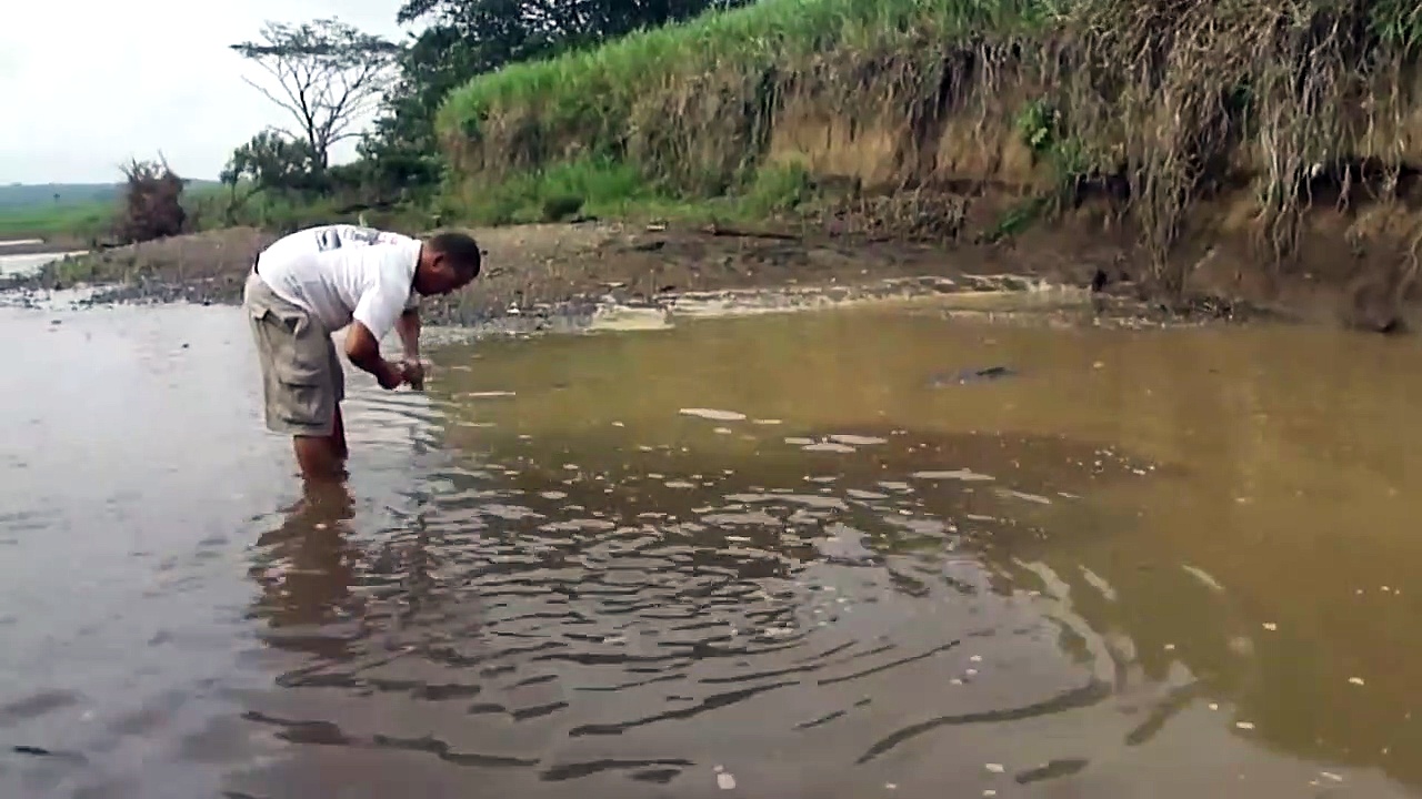 Il nourrit un crocodile géant à la main