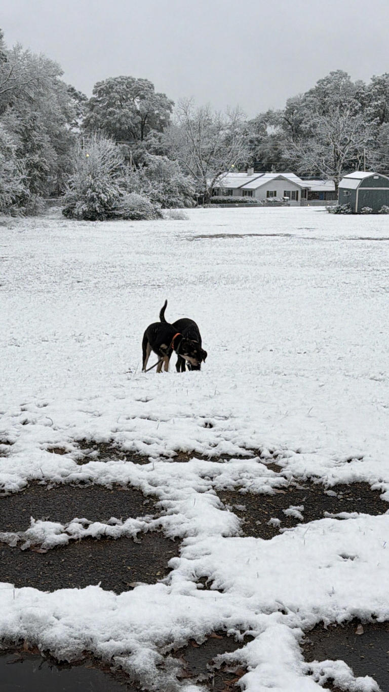 Louisiana did not get snow, but it did fall in other parts of the South
