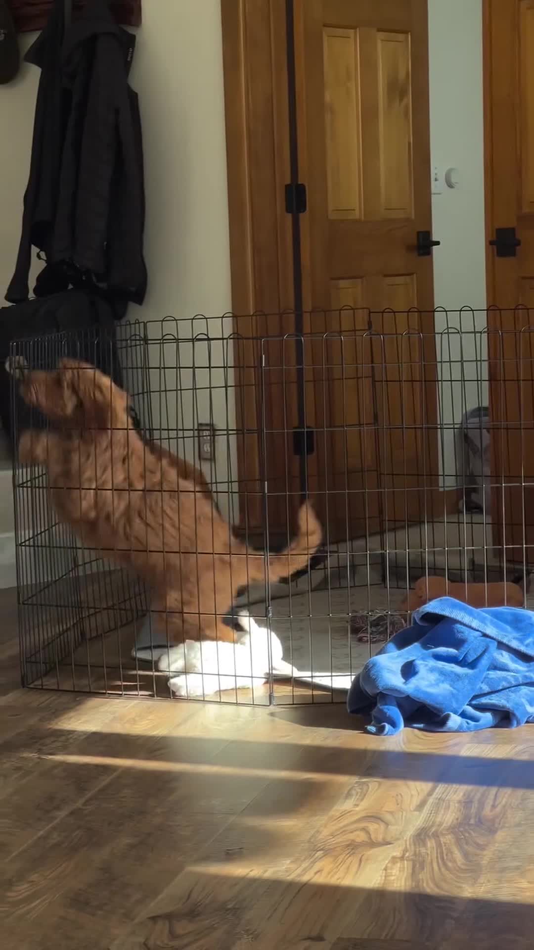 Goldendoodle puppy escapes play pen to flee robot vacuum