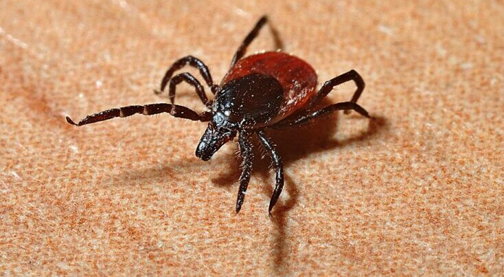 From crayons to cameras, kids take aim at Lyme disease prevention