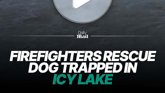 First responders rescue dog trapped in icy lake