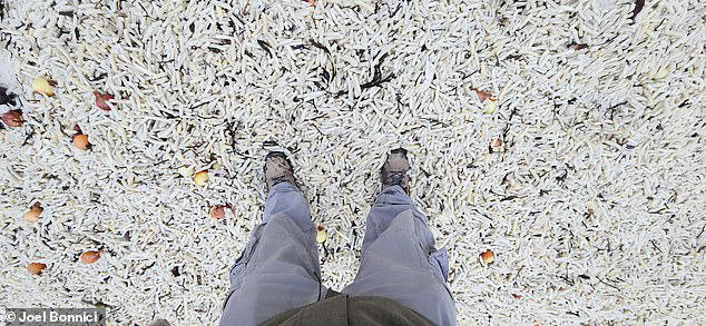 Chip-wrecked! Millions of uncooked fries wash up on British beach